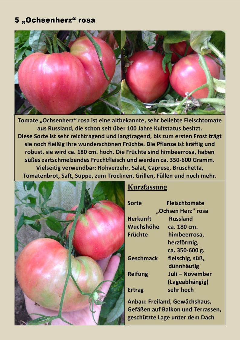 Tomatensamen russische Fleischtomate "Ochsenherz" rosa frische 10 ...