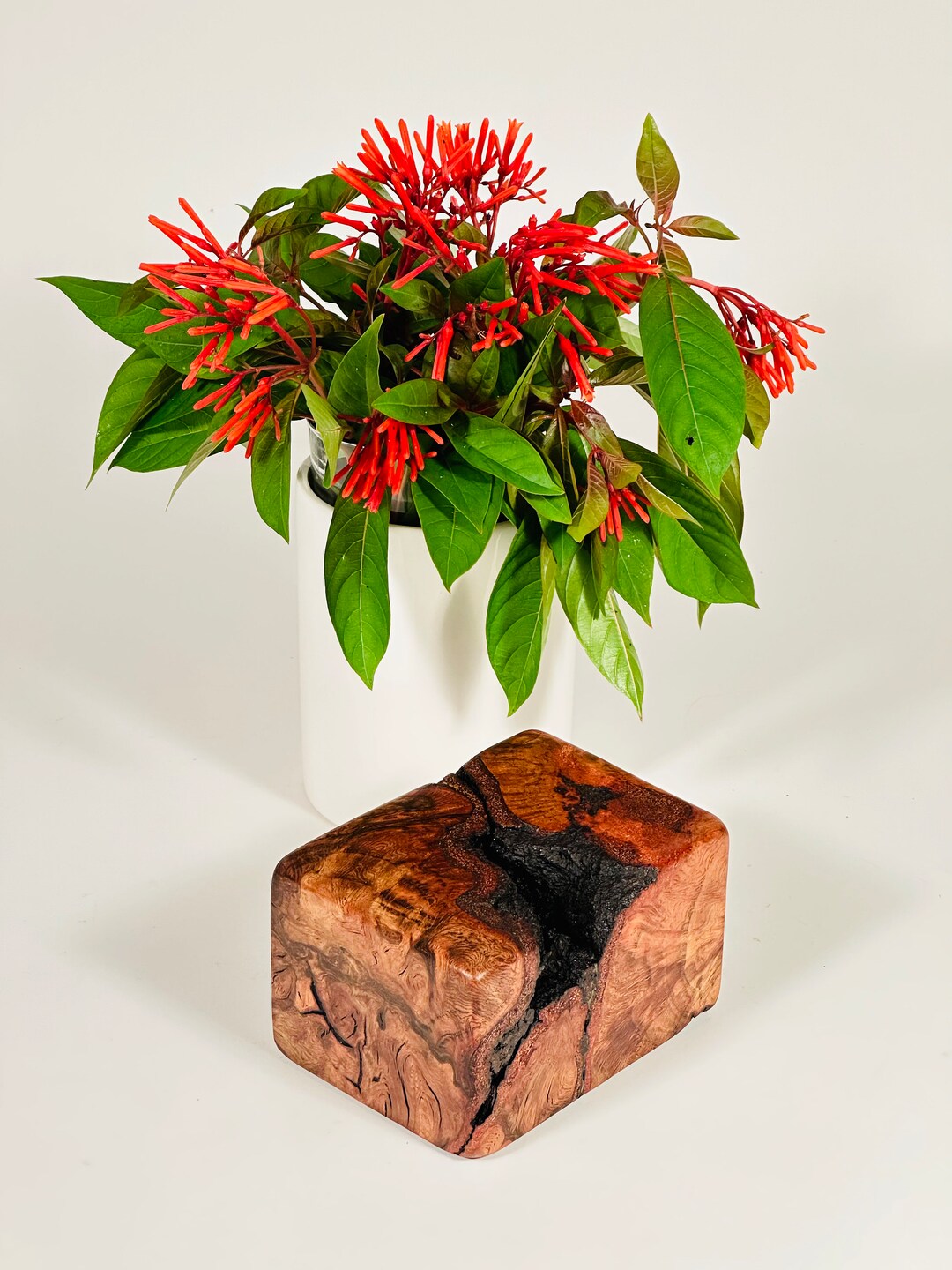 Oak Burl Blocks #8M - Etsy