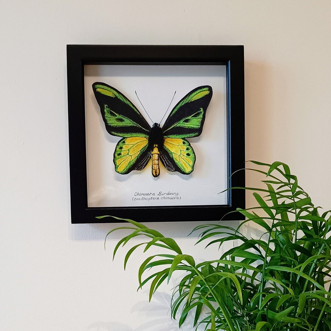 Faux Taxidermy Butterfly Large Frame. Chimaera Birdwing Original ...