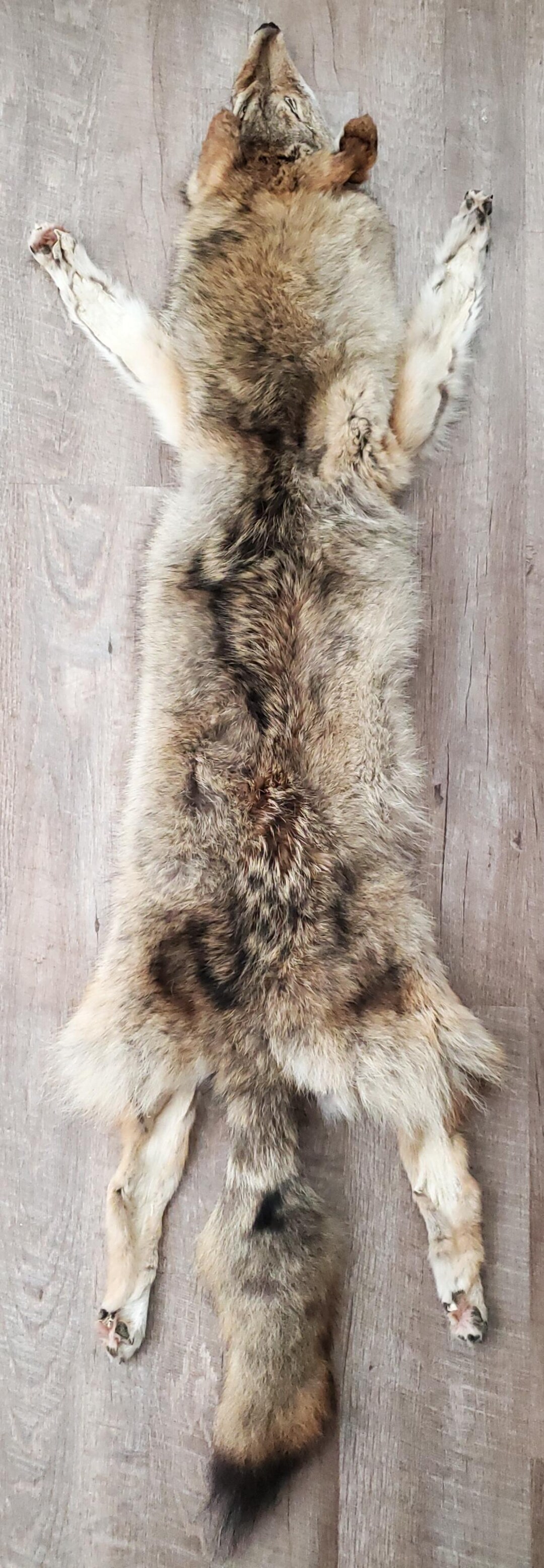 Coyote Pelt, Lifesize Taxidermy Quality. - Etsy