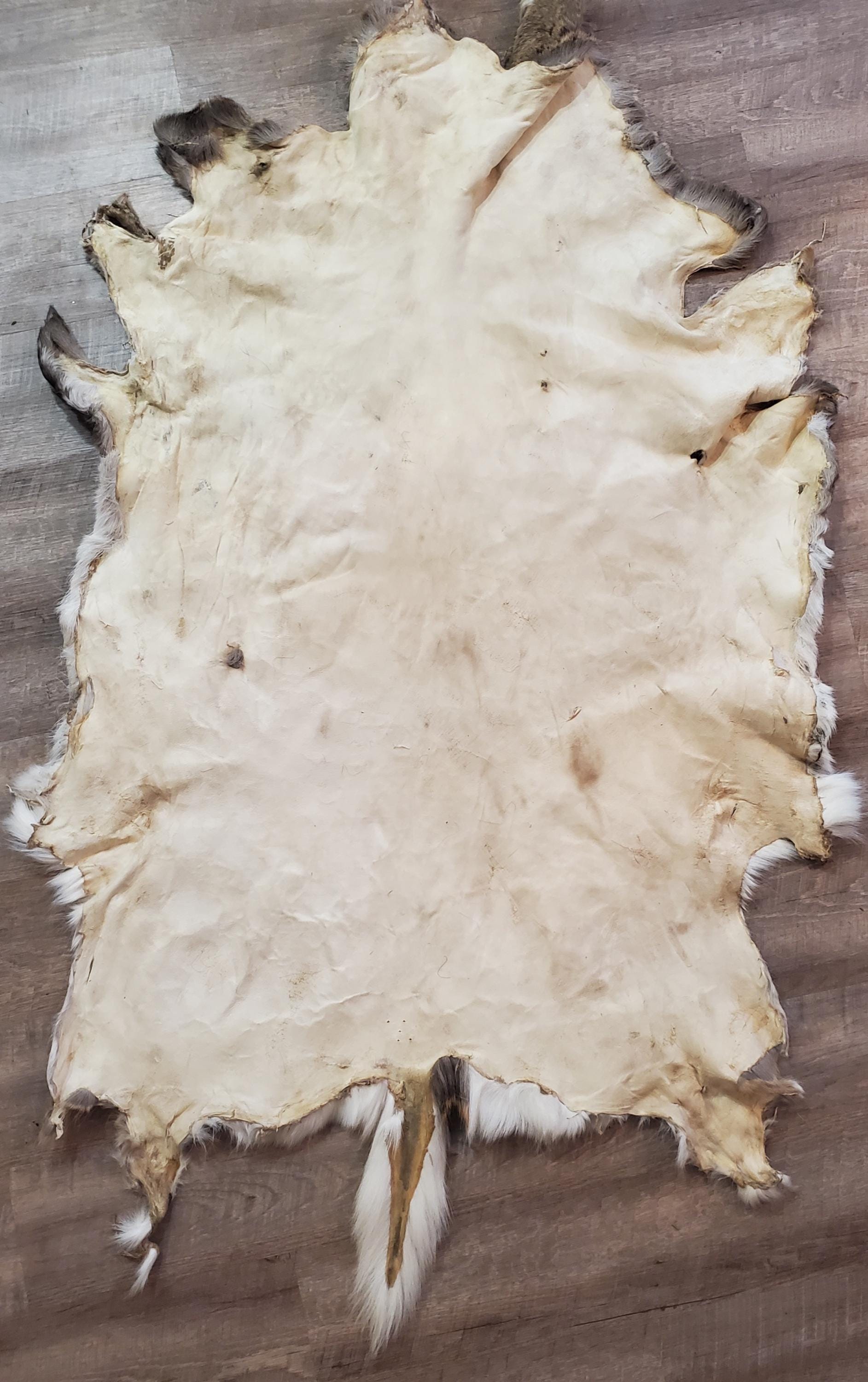 Whitetail Deer Hide - Etsy