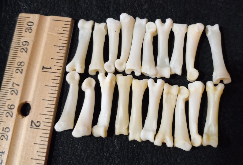Coyote Foot Bones, Phalanges - Etsy