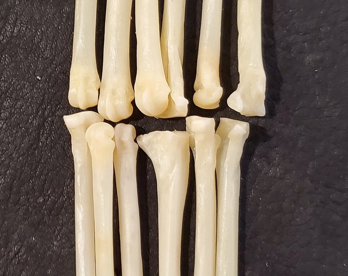 Red Fox Foot Bones, Metacarpals - Etsy