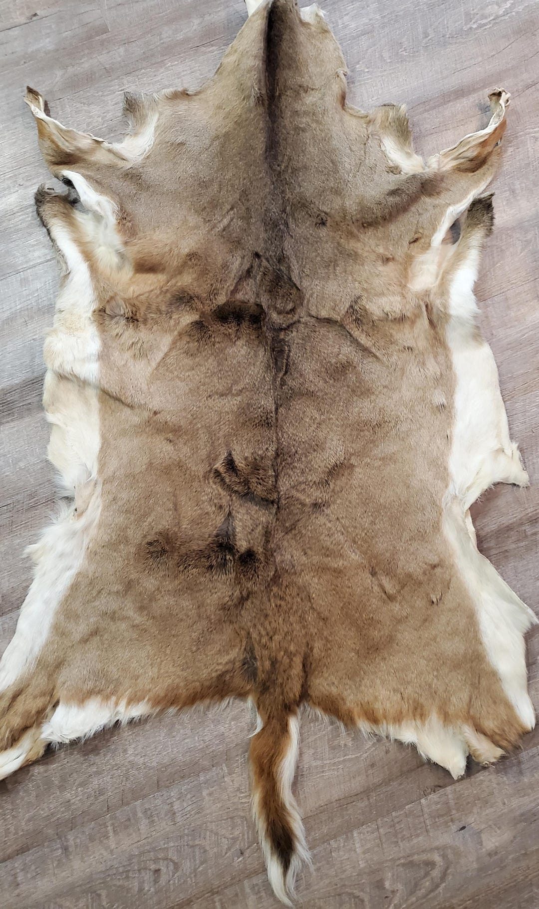 Whitetail Deer Hide - Etsy