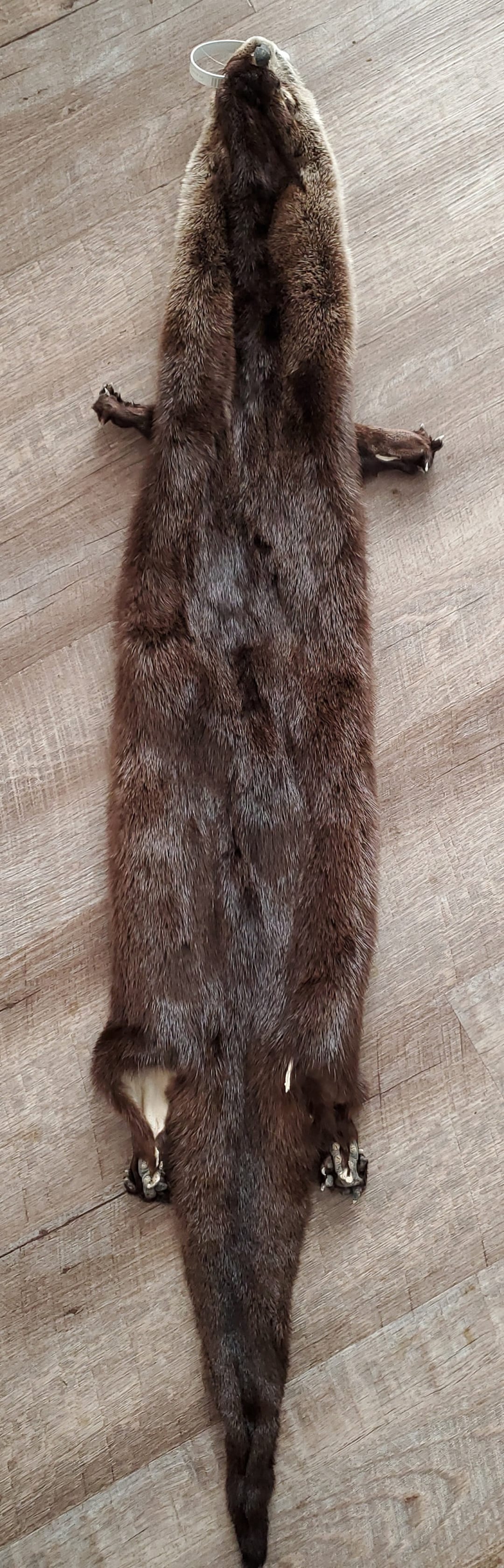 Otter Pelt; Lifesize; Taxidermy Quality - Etsy