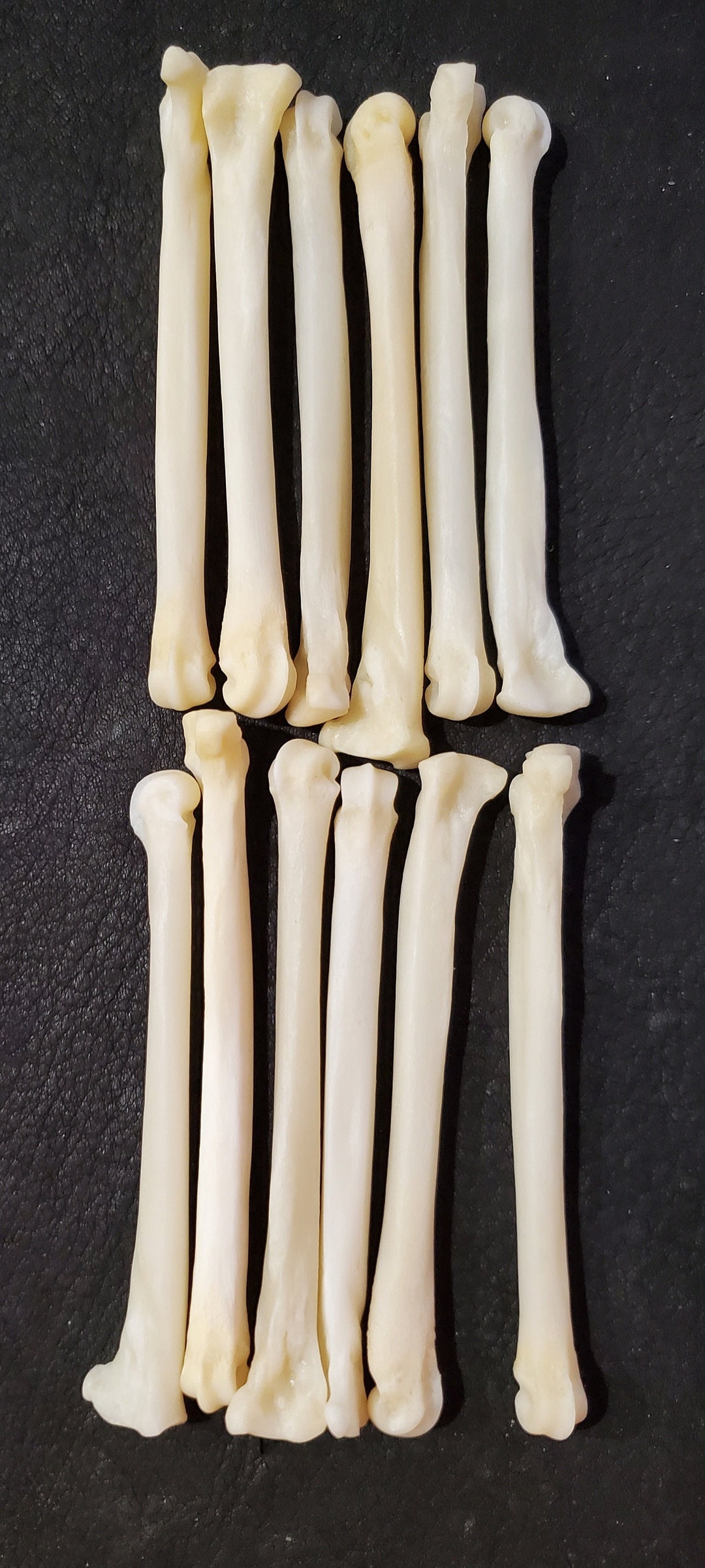 Coyote Foot Bones, Metacarpals - Etsy