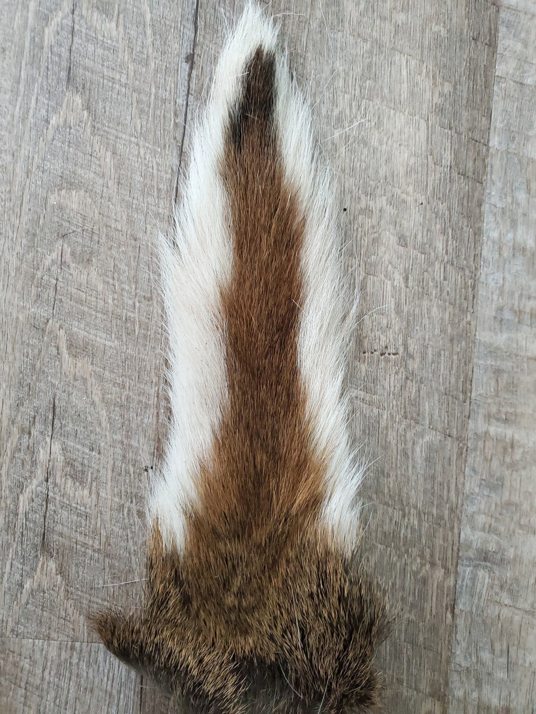 Whitetail Deer Tail - Etsy