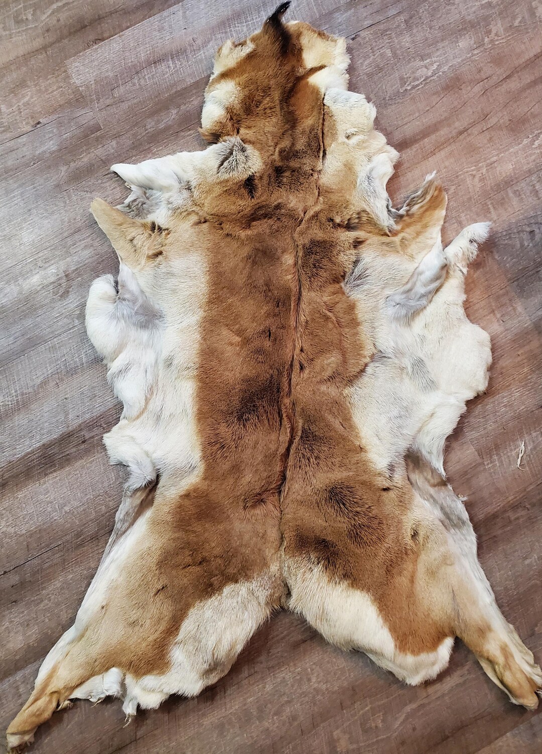 Pronghorn Antelope Hide - Etsy