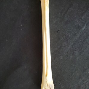 Whitetail Deer Leg Bone - Etsy