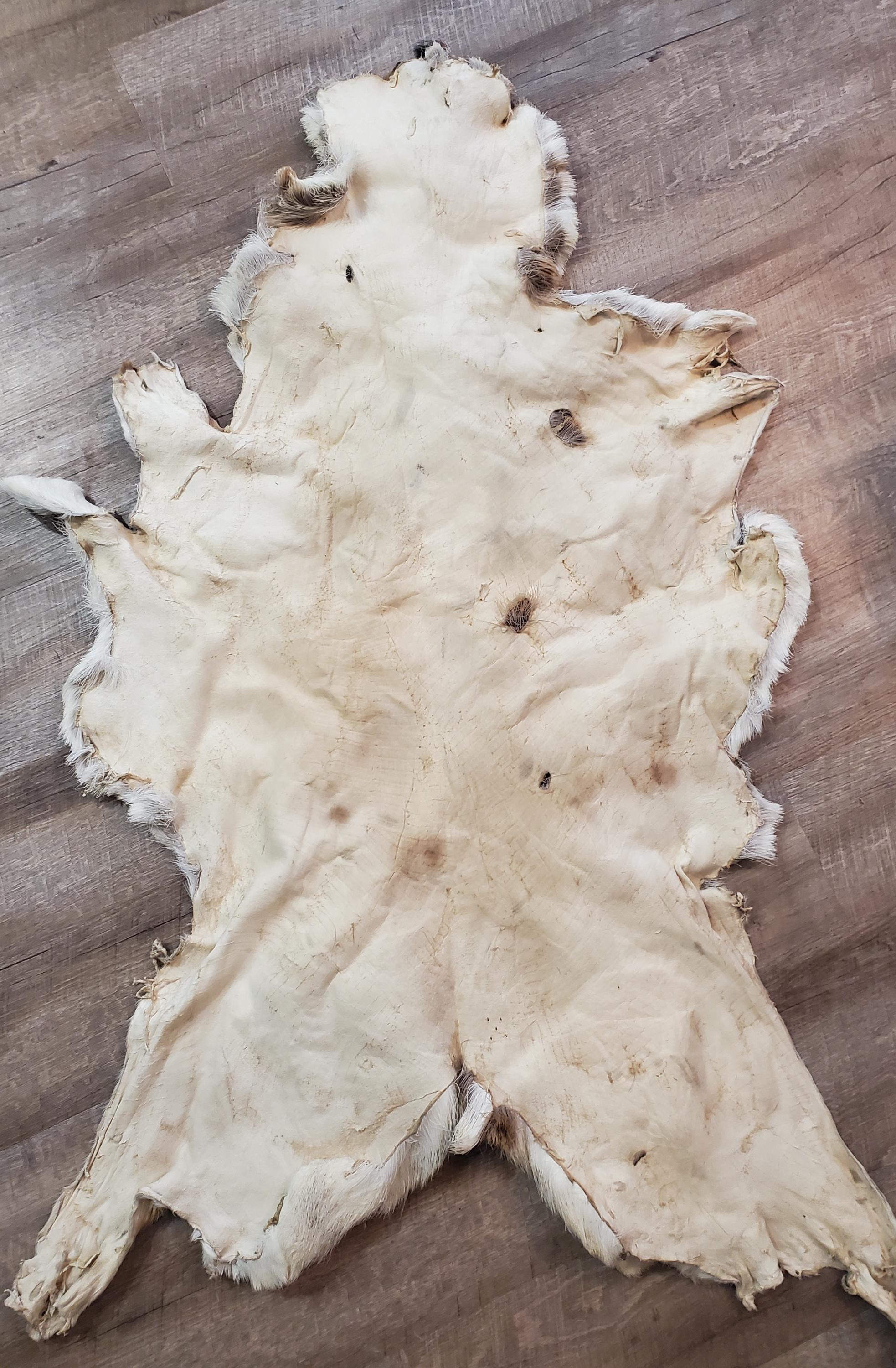 Pronghorn Antelope Hide - Etsy