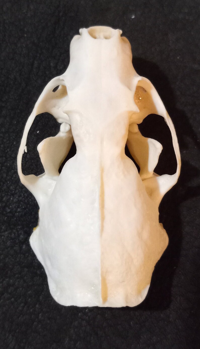 Mink Skull Wild - Etsy