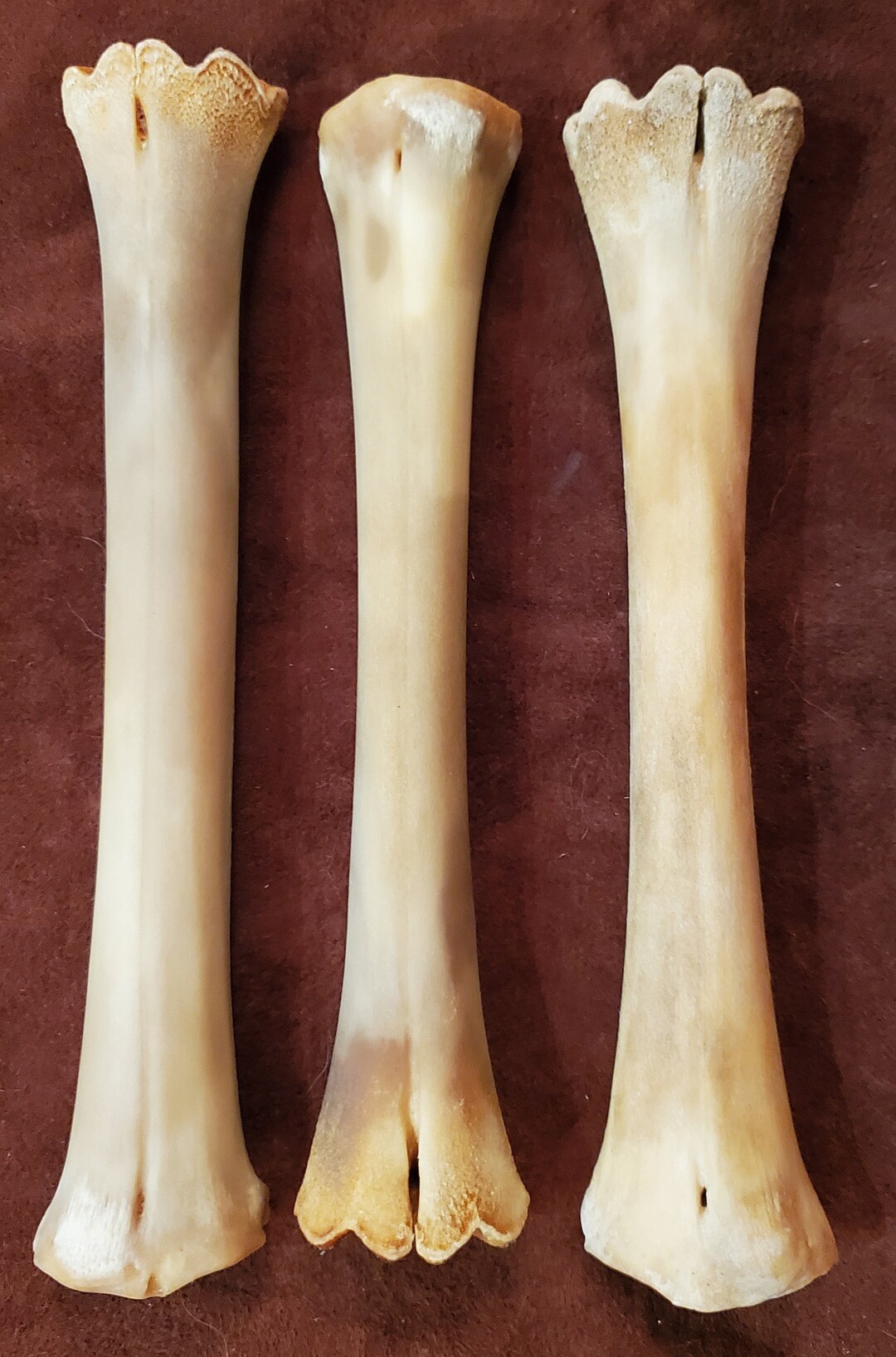 Elk Leg Bone; Front - Etsy