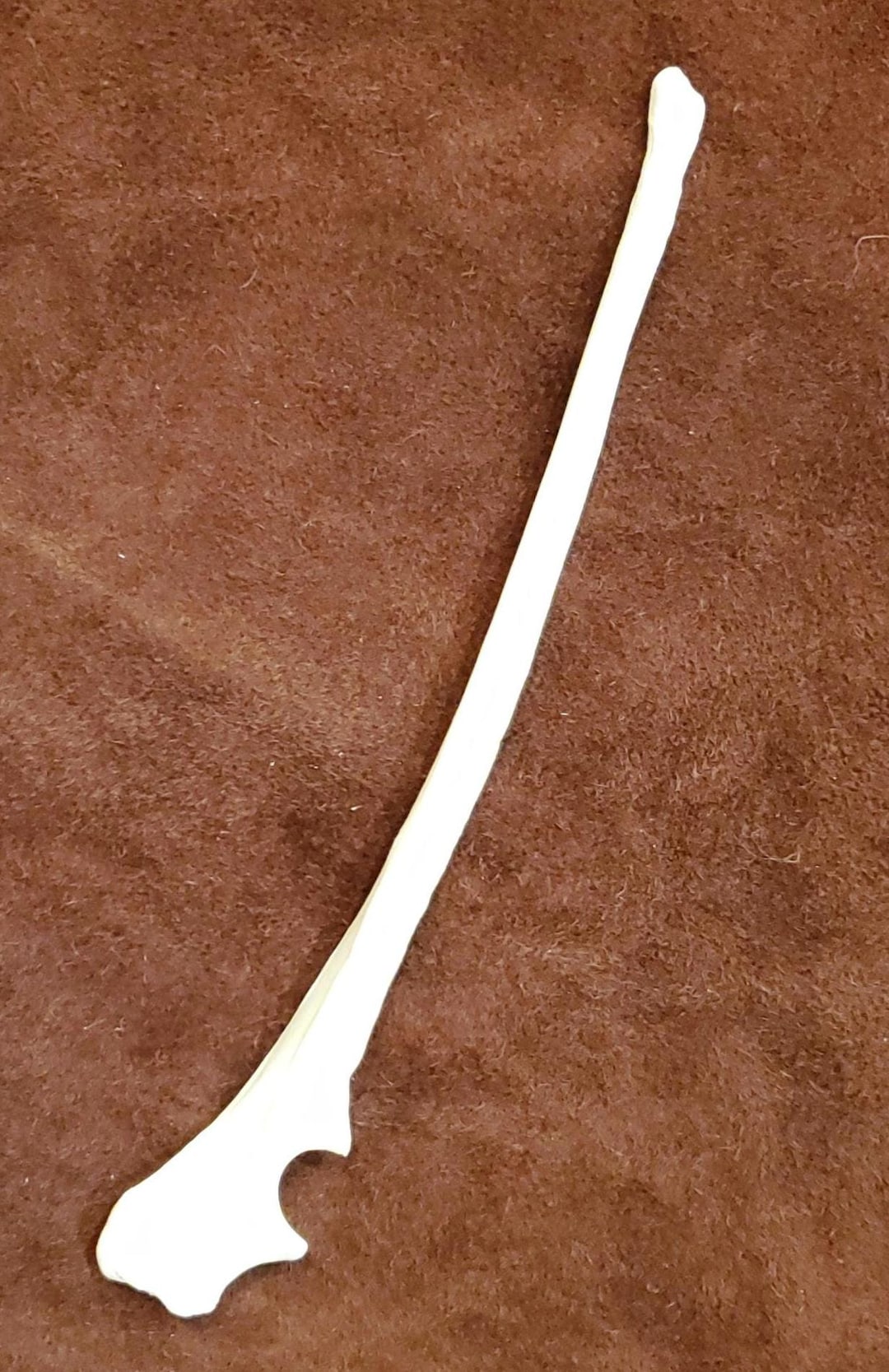 Authentic Coyote Leg Bone; Ulna - Etsy