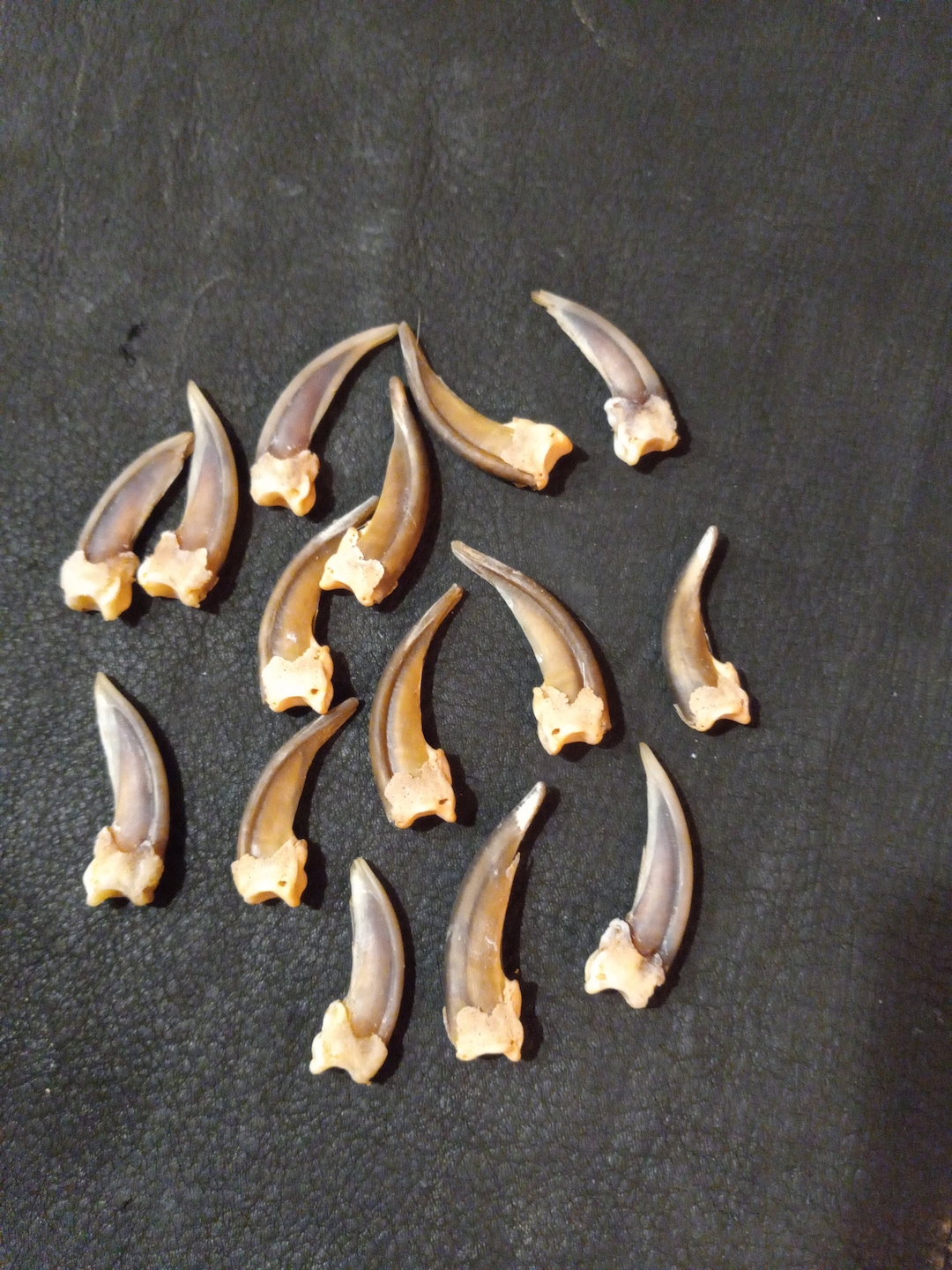 Badger Claws - Etsy