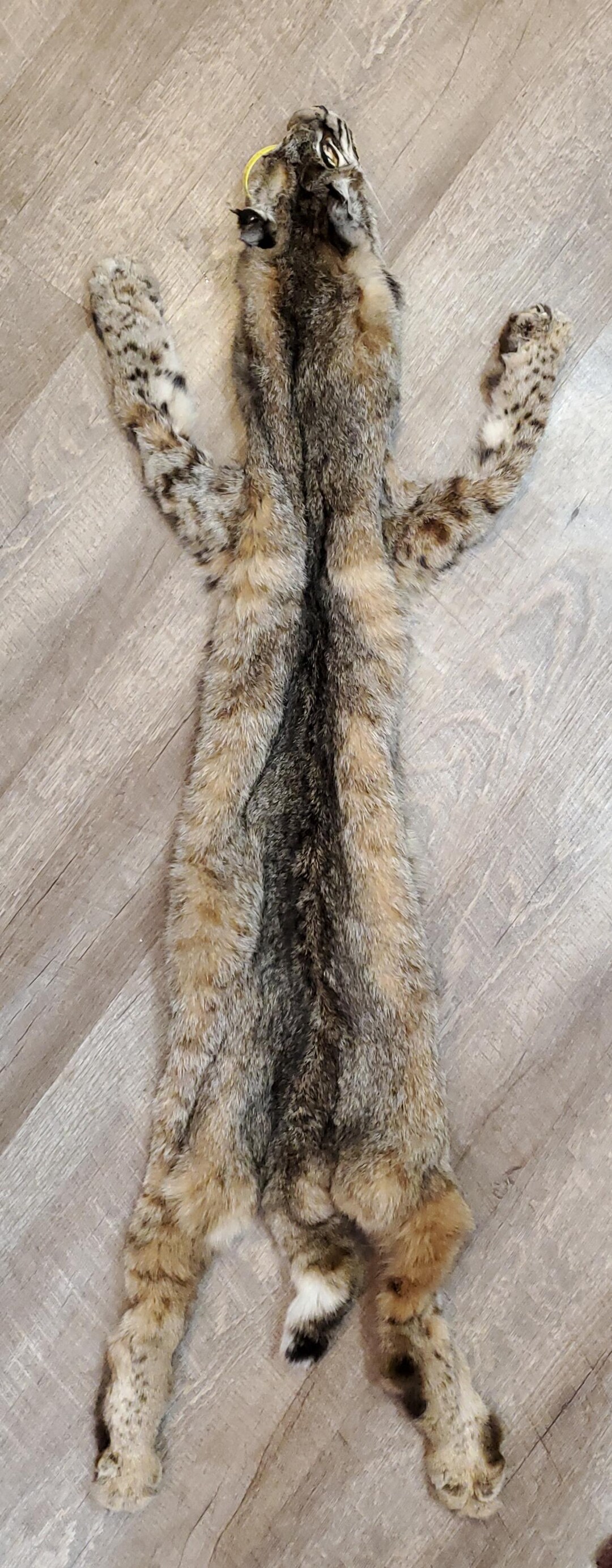 Western Bobcat, Lifesize With Feet and Claws Attached. - Etsy Canada