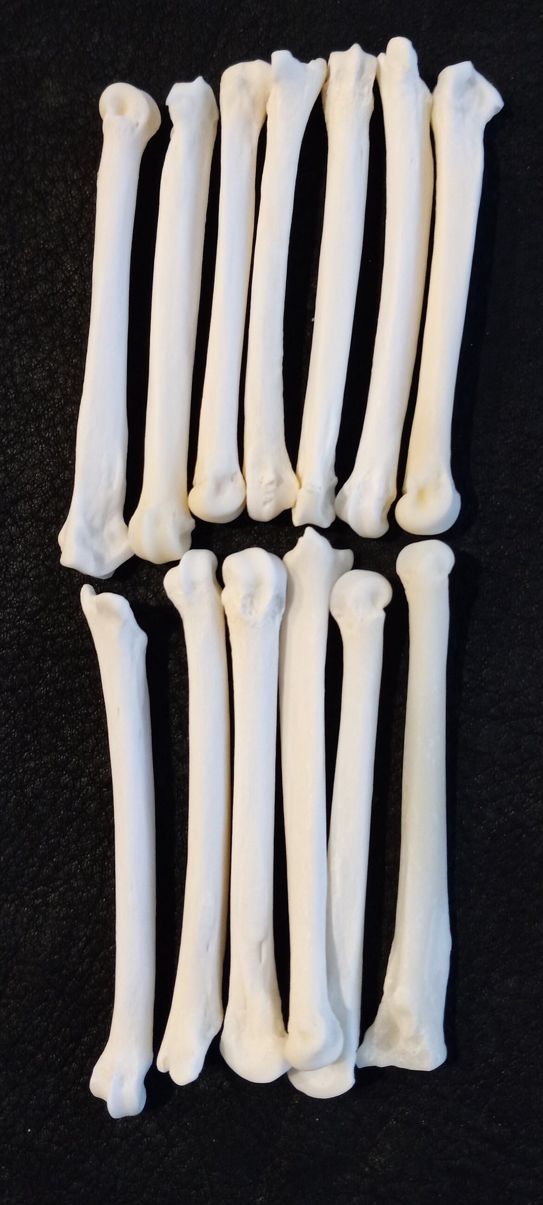 Coyote Foot Bones, Metacarpals - Etsy