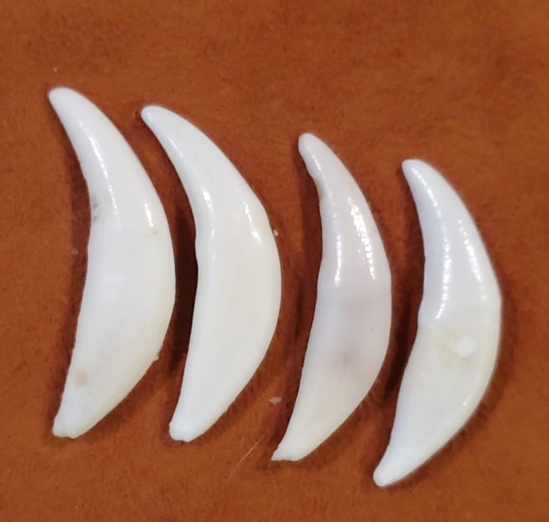 Coyote Canine Teeth - Etsy