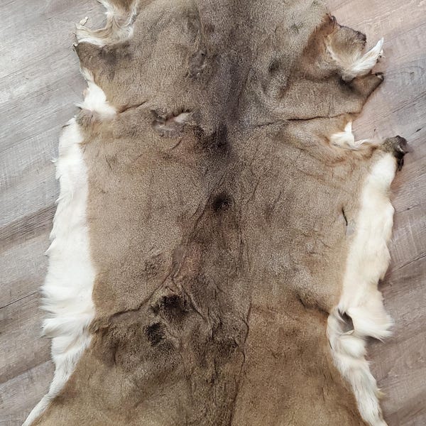 Whitetail Deer Hide - Etsy