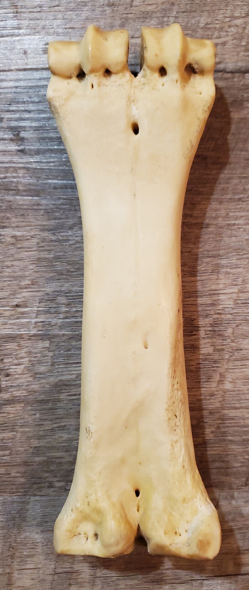Bison Leg Bone; Metacarpal - Etsy Australia