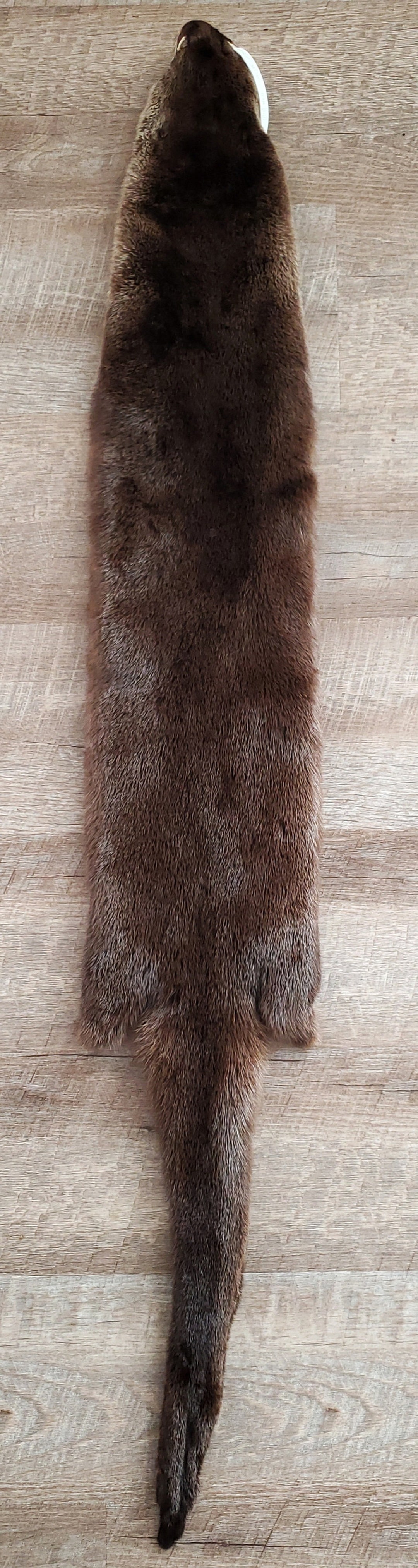 Otter Pelt - Etsy