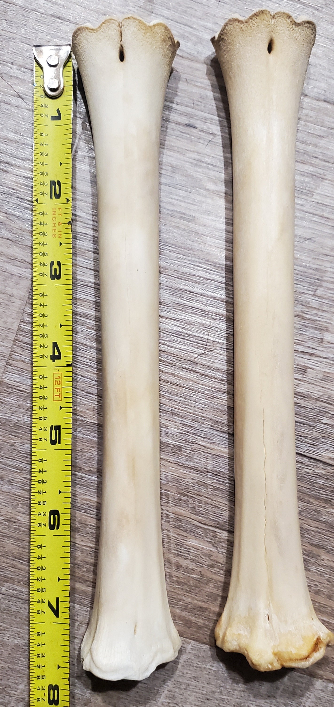 Pronghorn Antelope Leg Bone - Etsy
