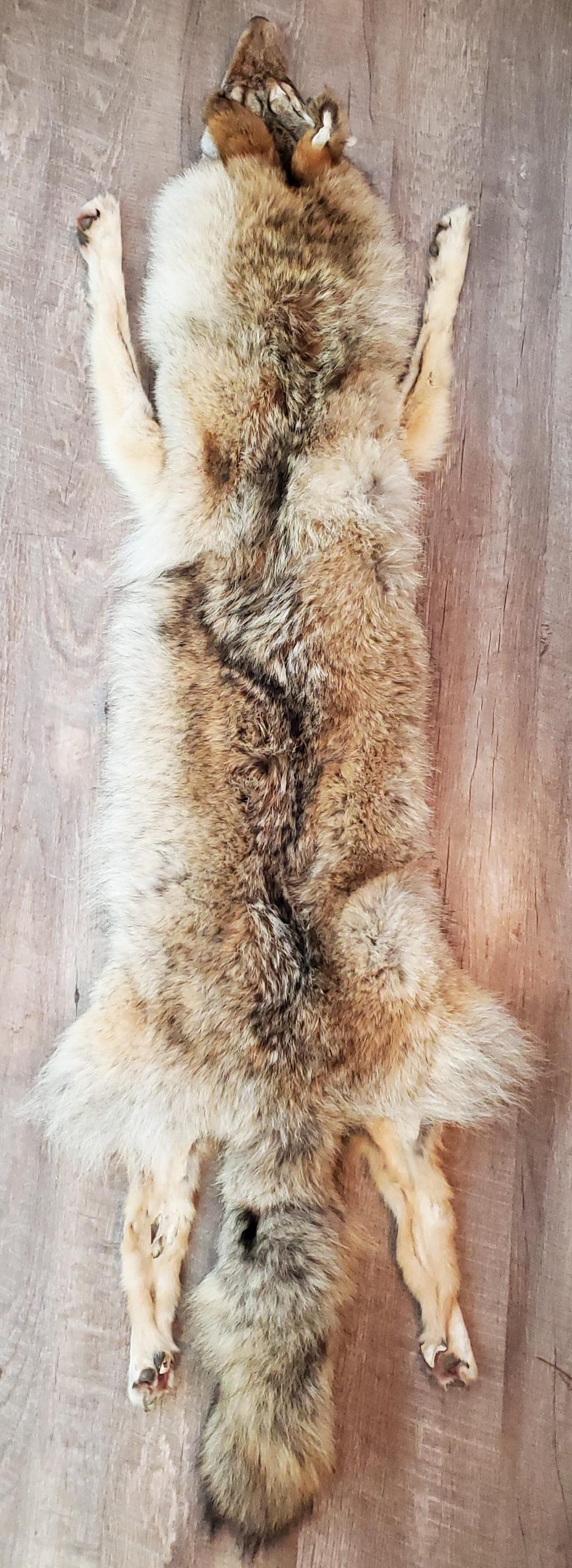 Coyote Pelt, Lifesize - Etsy