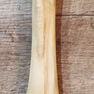 Bison Leg Bone Metatarsal - Etsy