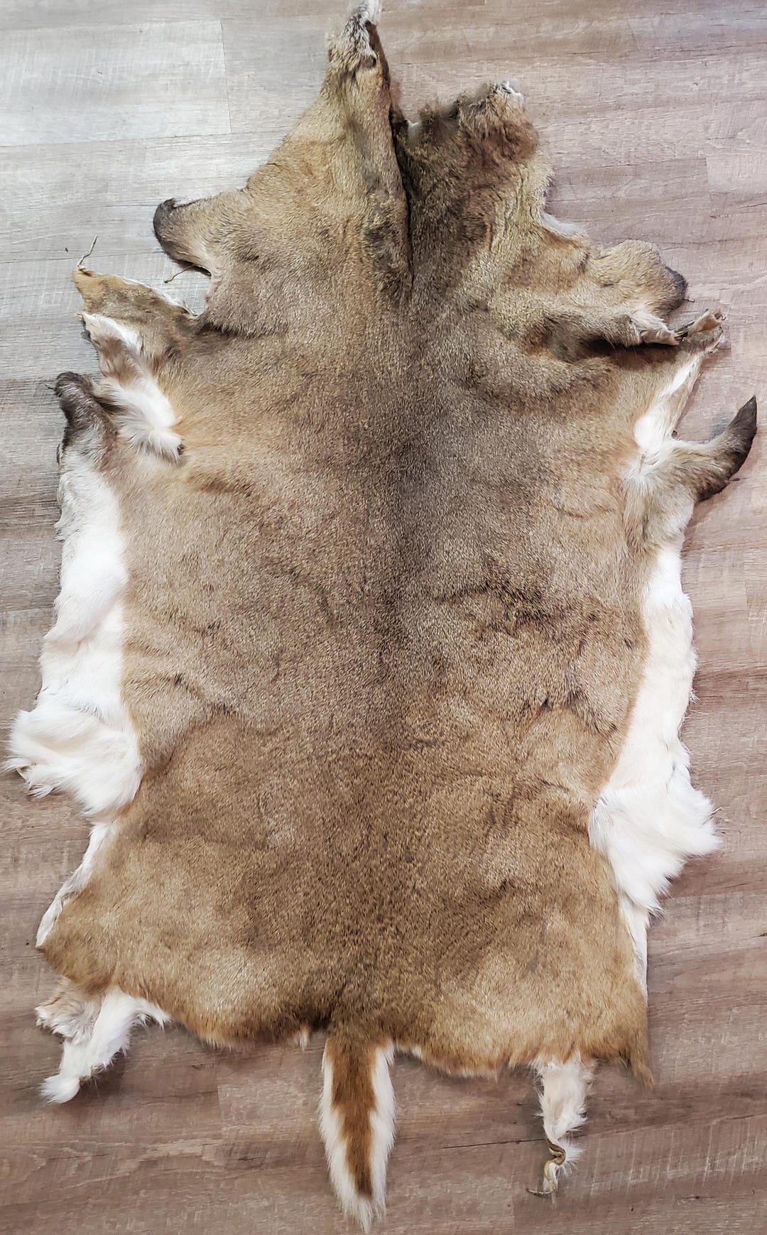 Whitetail Deer Hide - Etsy