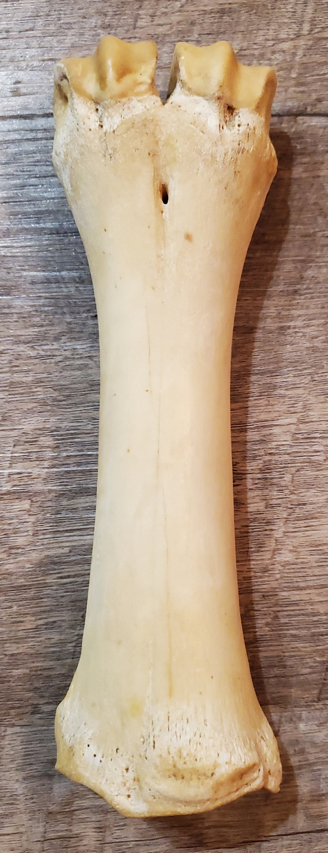 Bison Leg Bone; Metacarpal - Etsy Australia
