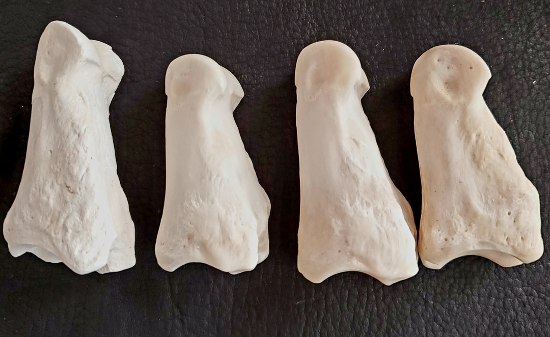 Elk Foot Bone, Phalanx - Etsy