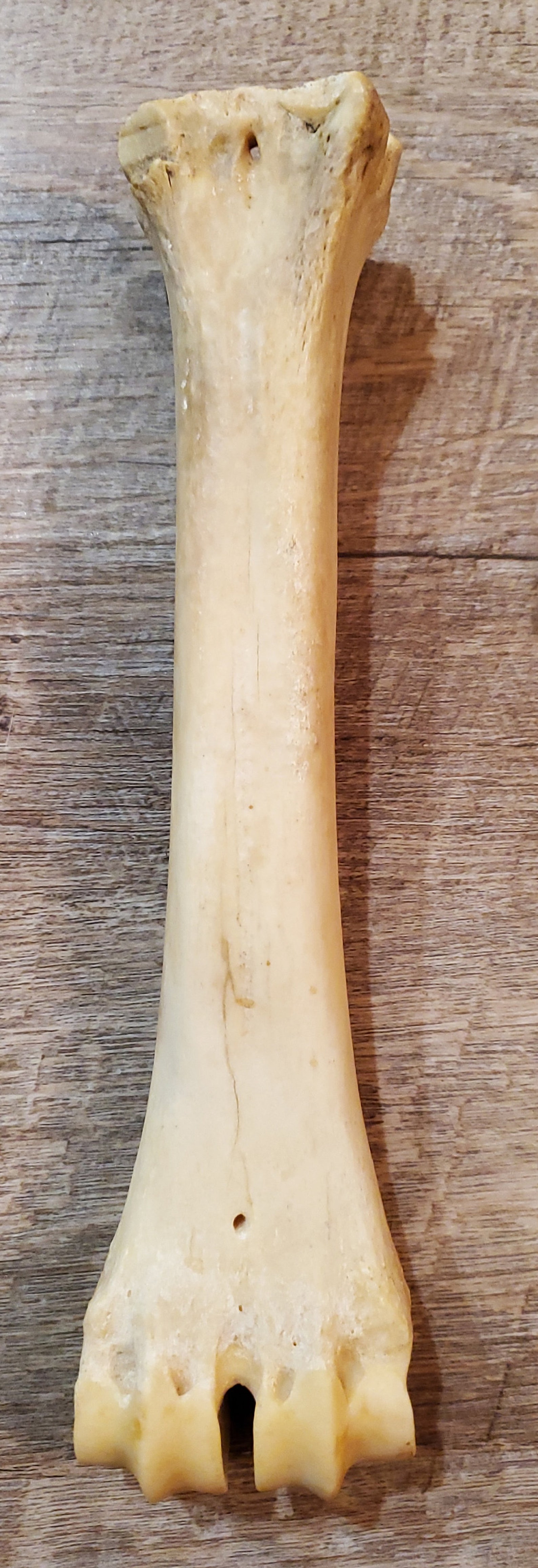Bison Leg Bone; Metatarsal - Etsy