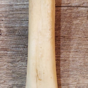 Bison Leg Bone Metatarsal - Etsy