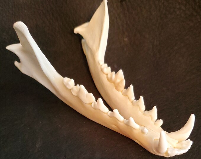 Red Fox, Complete Lower Jaw - Etsy