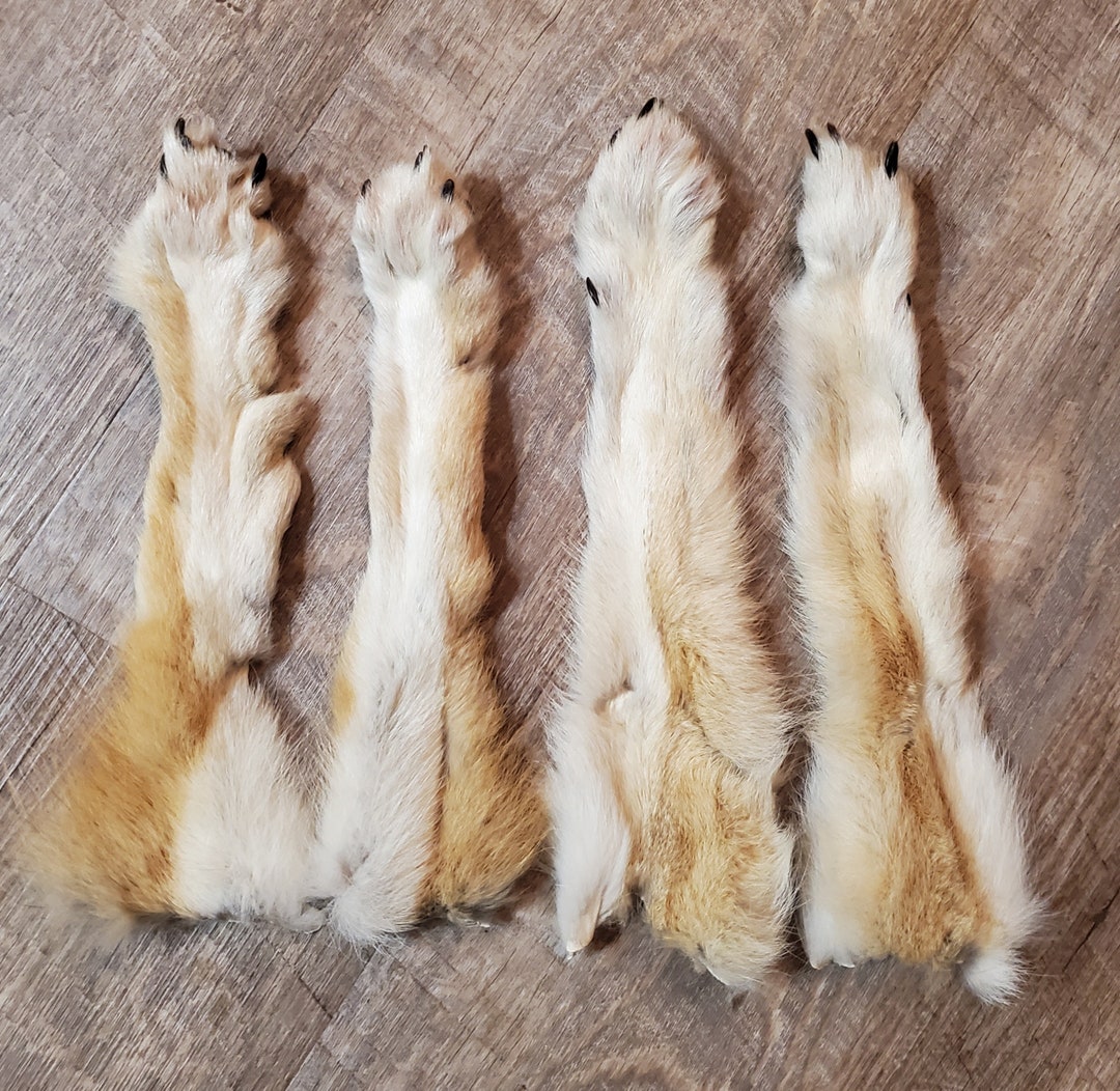Coyote Lower Leg Skin With Paw and Claws Attached. - Etsy