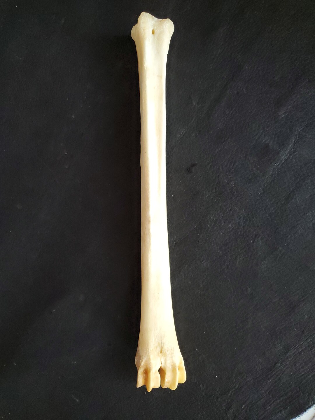 Whitetail Deer Leg Bone - Etsy