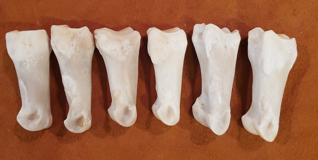 Deer Foot Bones; First Phalanx, Pkg of 6 - Etsy