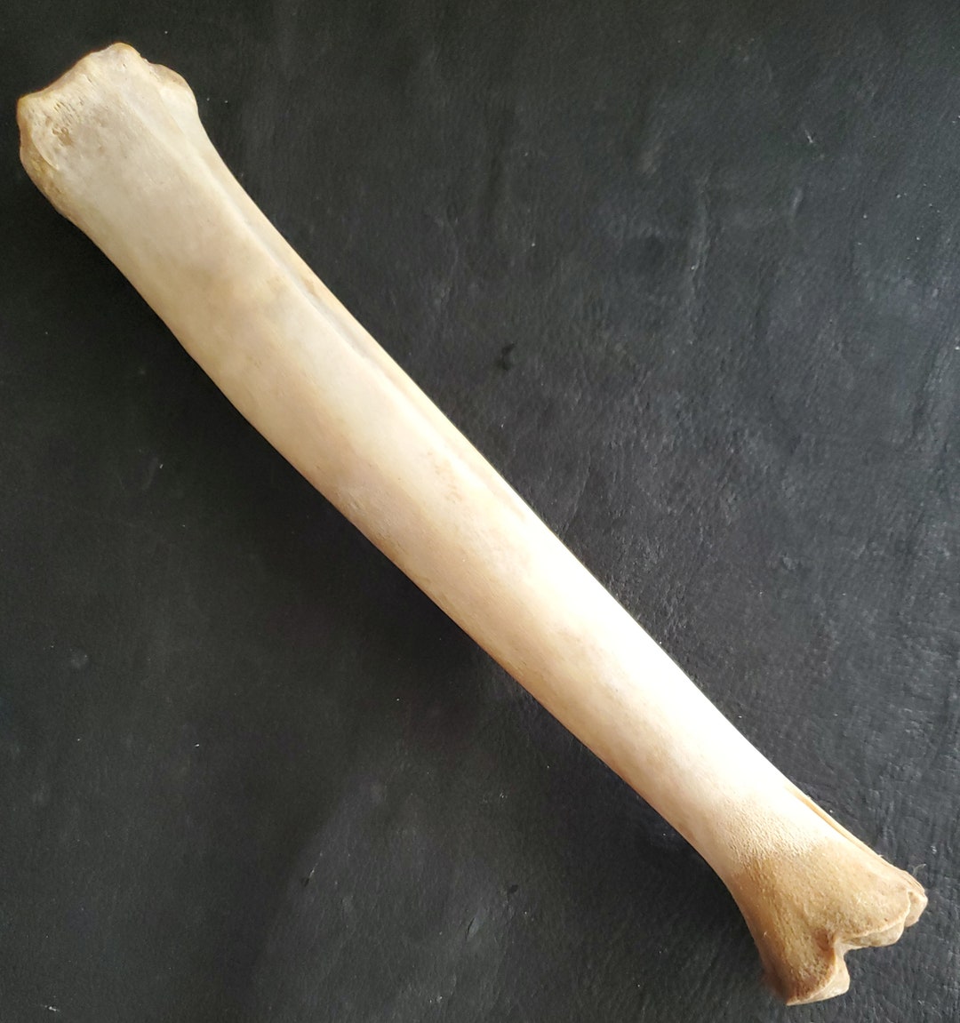Elk Leg Bone - Etsy
