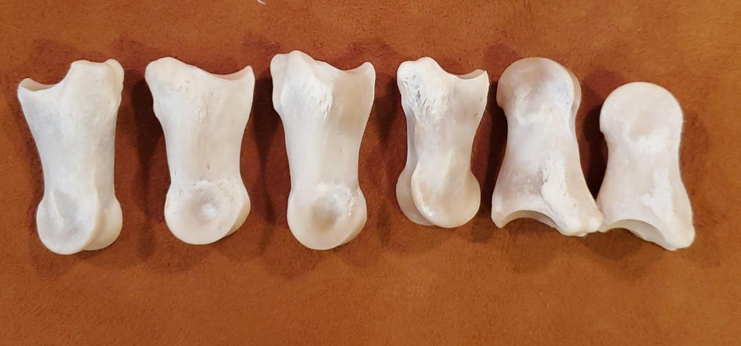 Deer Foot Bones; Second Phalanx, Pkg of 6 - Etsy