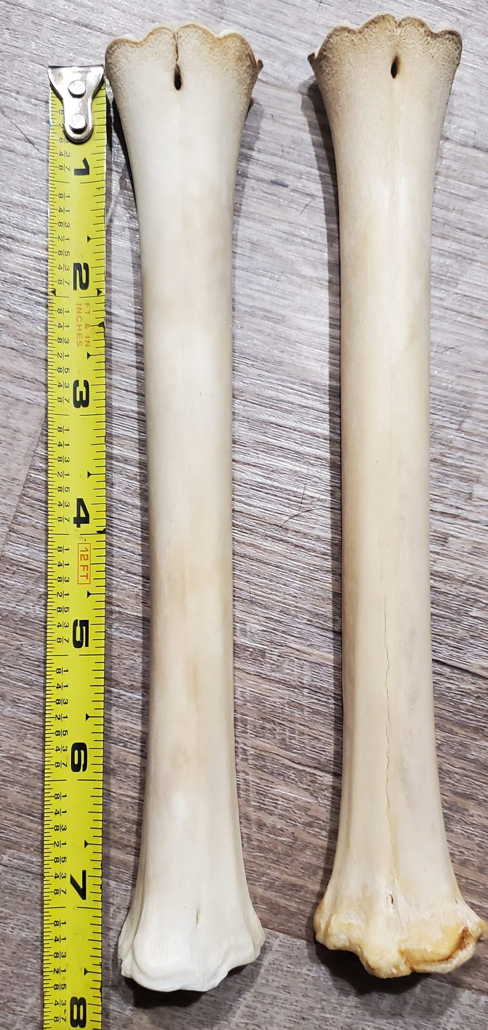 Pronghorn Antelope Leg Bone - Etsy