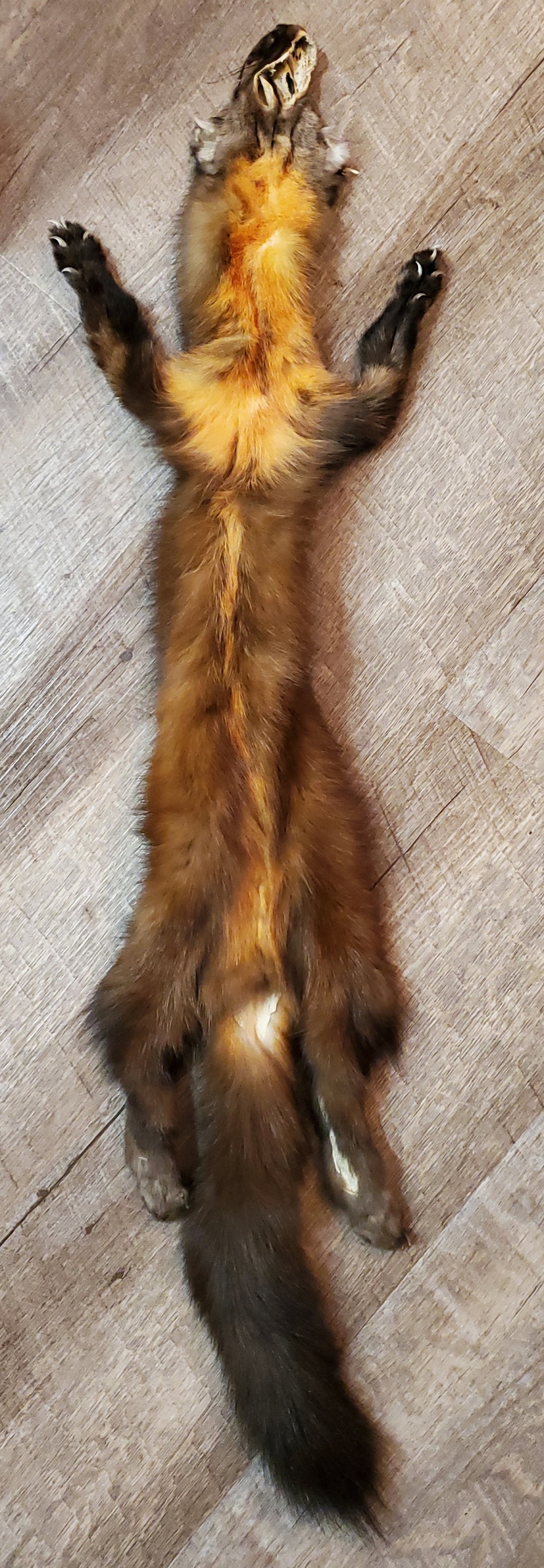 Pine Marten Lifesize With Feet and Claws - Etsy