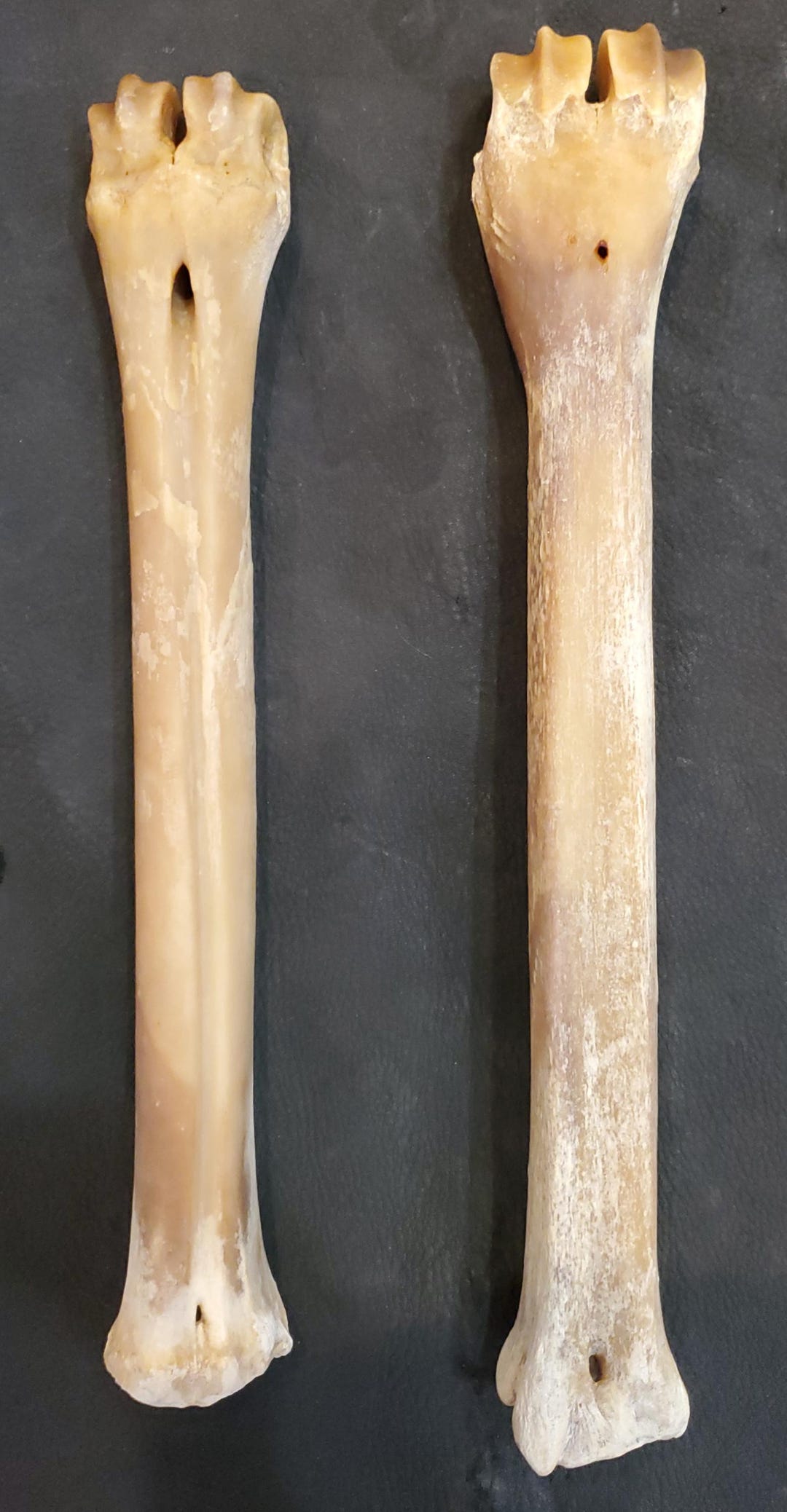 Elk Leg Bone - Etsy