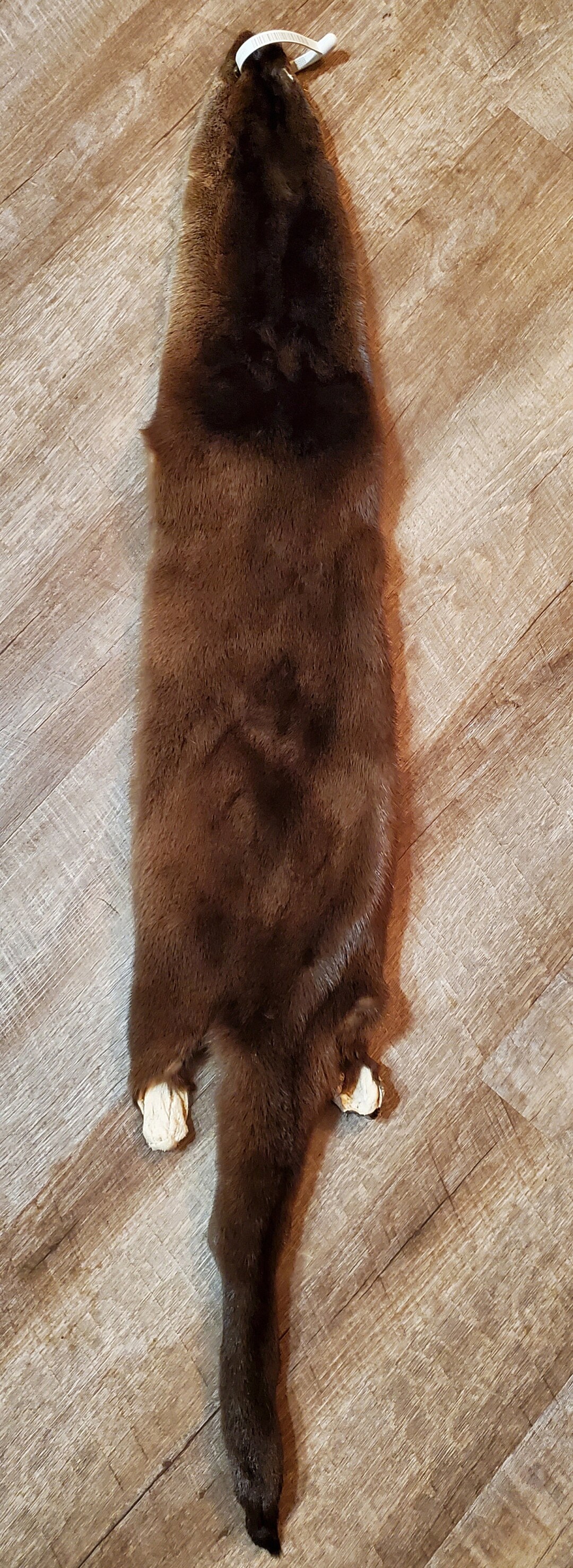 Otter Pelt Lifesize Taxidermy Quality - Etsy