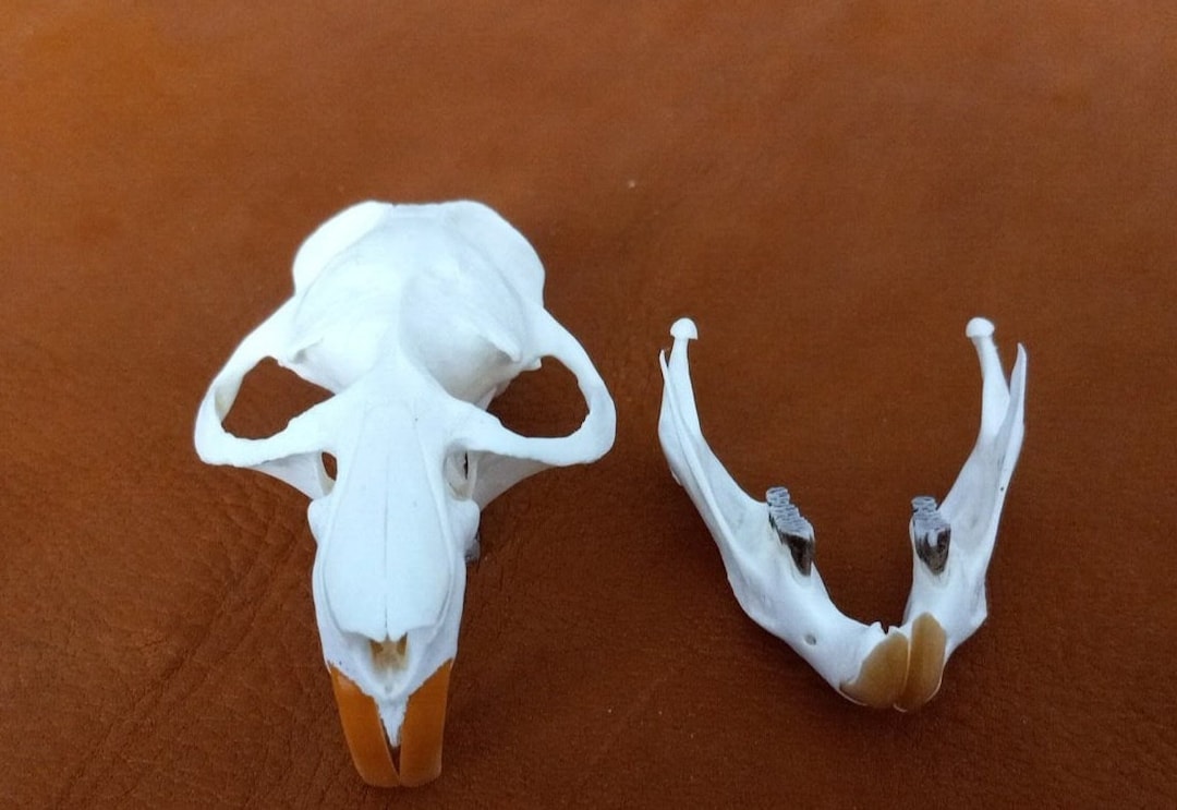 Muskrat Skull, Professionally Cleaned - Etsy