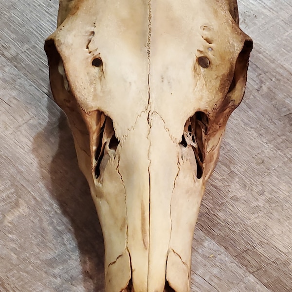 Elk Skull - Etsy