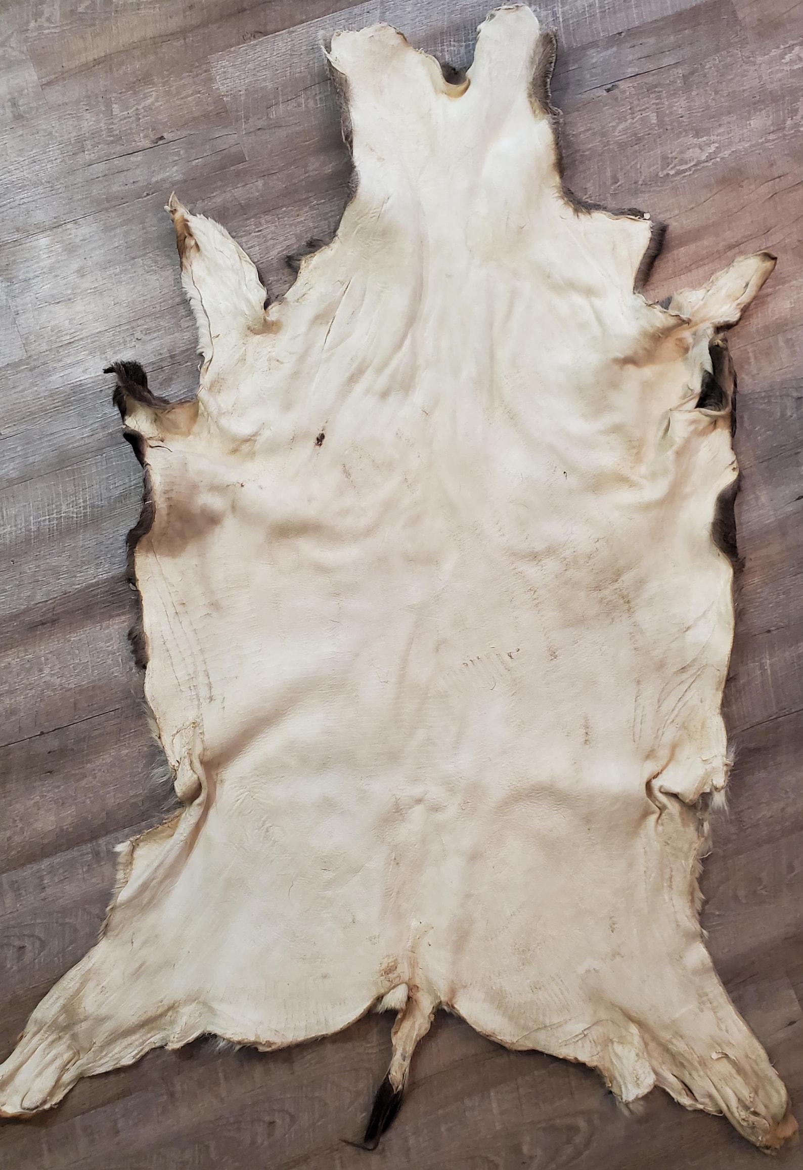 Mule Deer Hide - Etsy