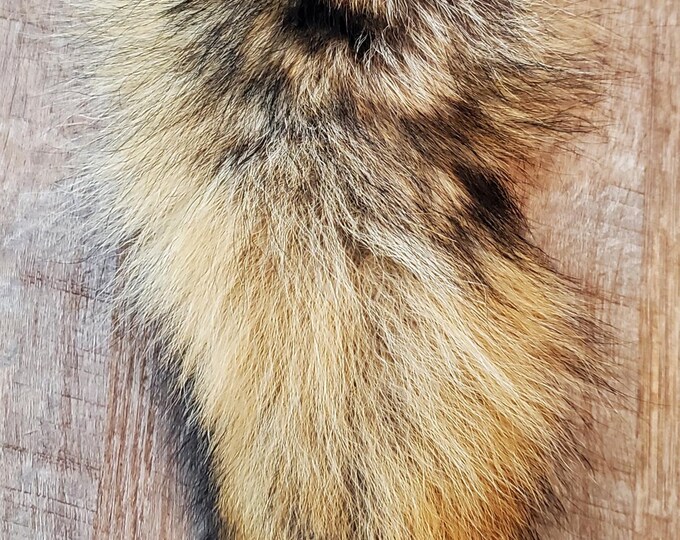Coyote Tail, Tanned - Etsy