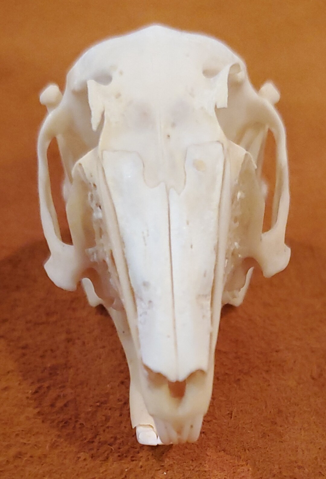 Cottontail Rabbit Skull - Etsy