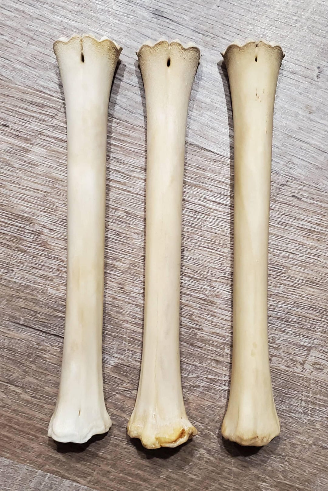 Pronghorn Antelope Leg Bone - Etsy