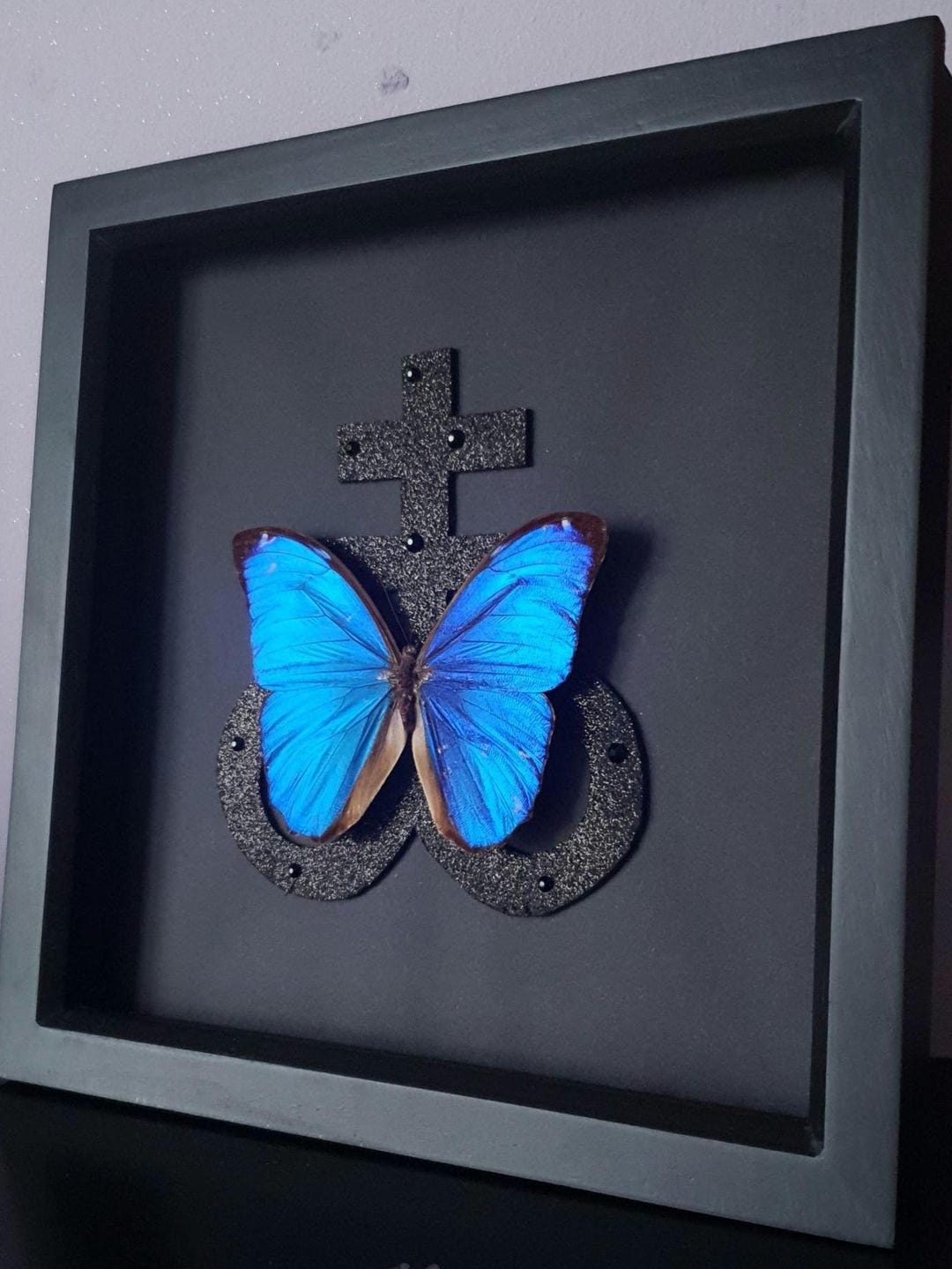 Preserved Blue Morpho Butterfly Specimen, Framed Entomology, Gothic ...
