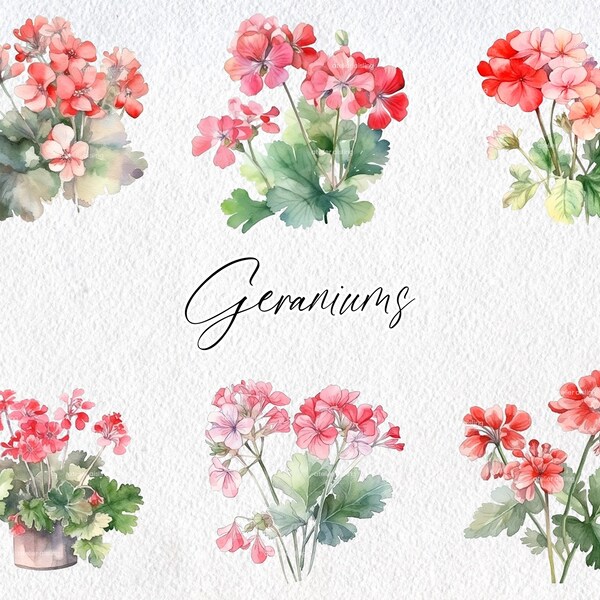 Geranium Clipart - Etsy